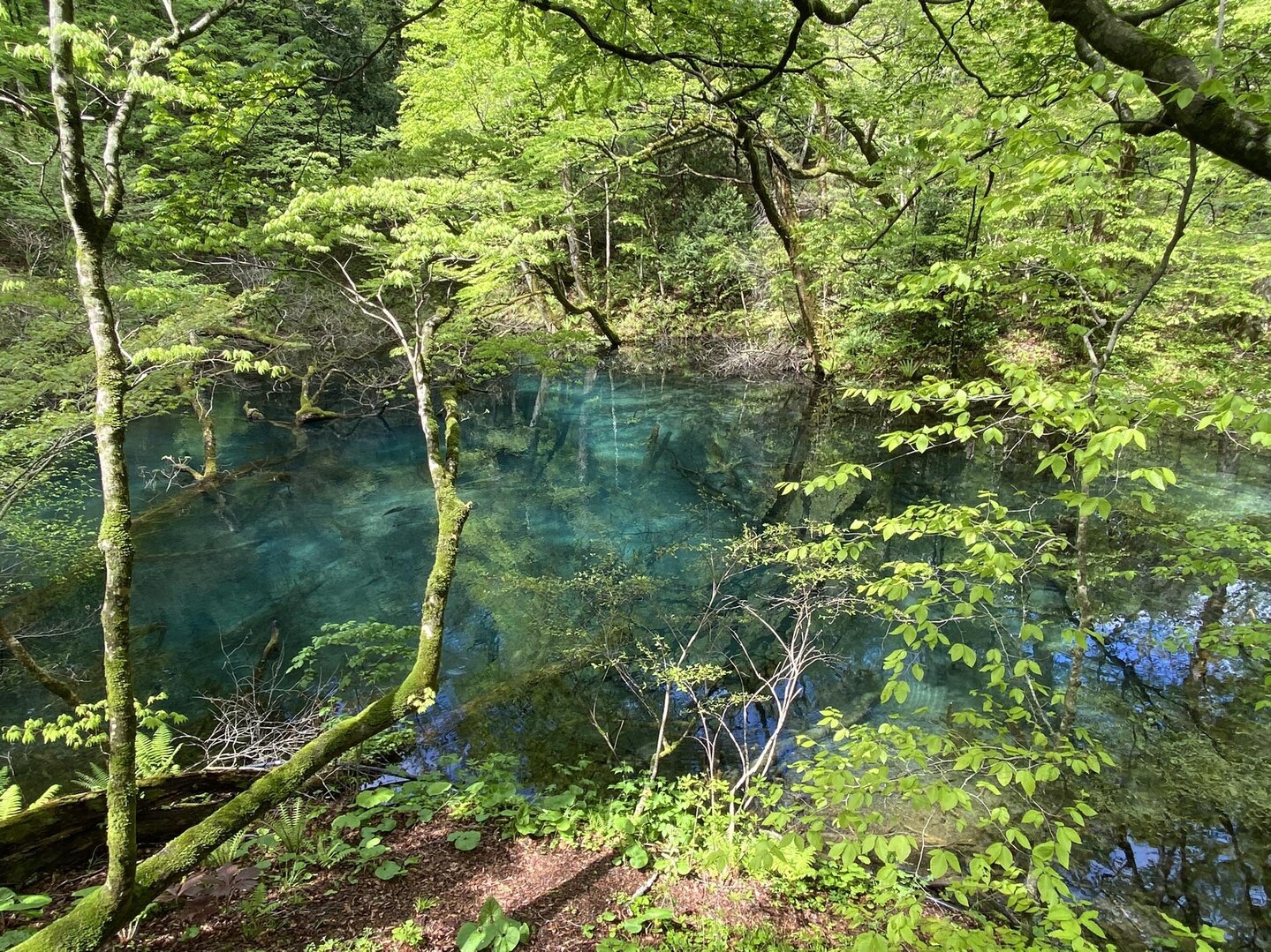 白神岳・蟶山・大峰岳-2023-05-02 / YaMaPeeさんの白神岳・蟶山・大峰岳の活動データ | YAMAP / ヤマップ