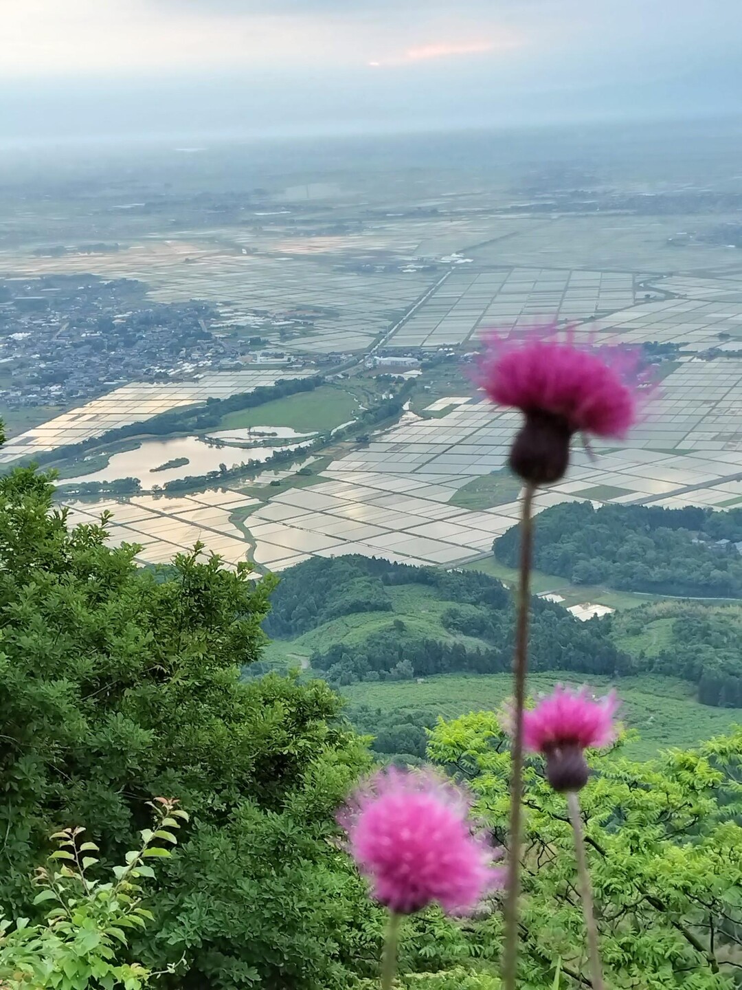 角田山-2023-05-27 / muscari-mieさんの角田山の活動データ | YAMAP / ヤマップ
