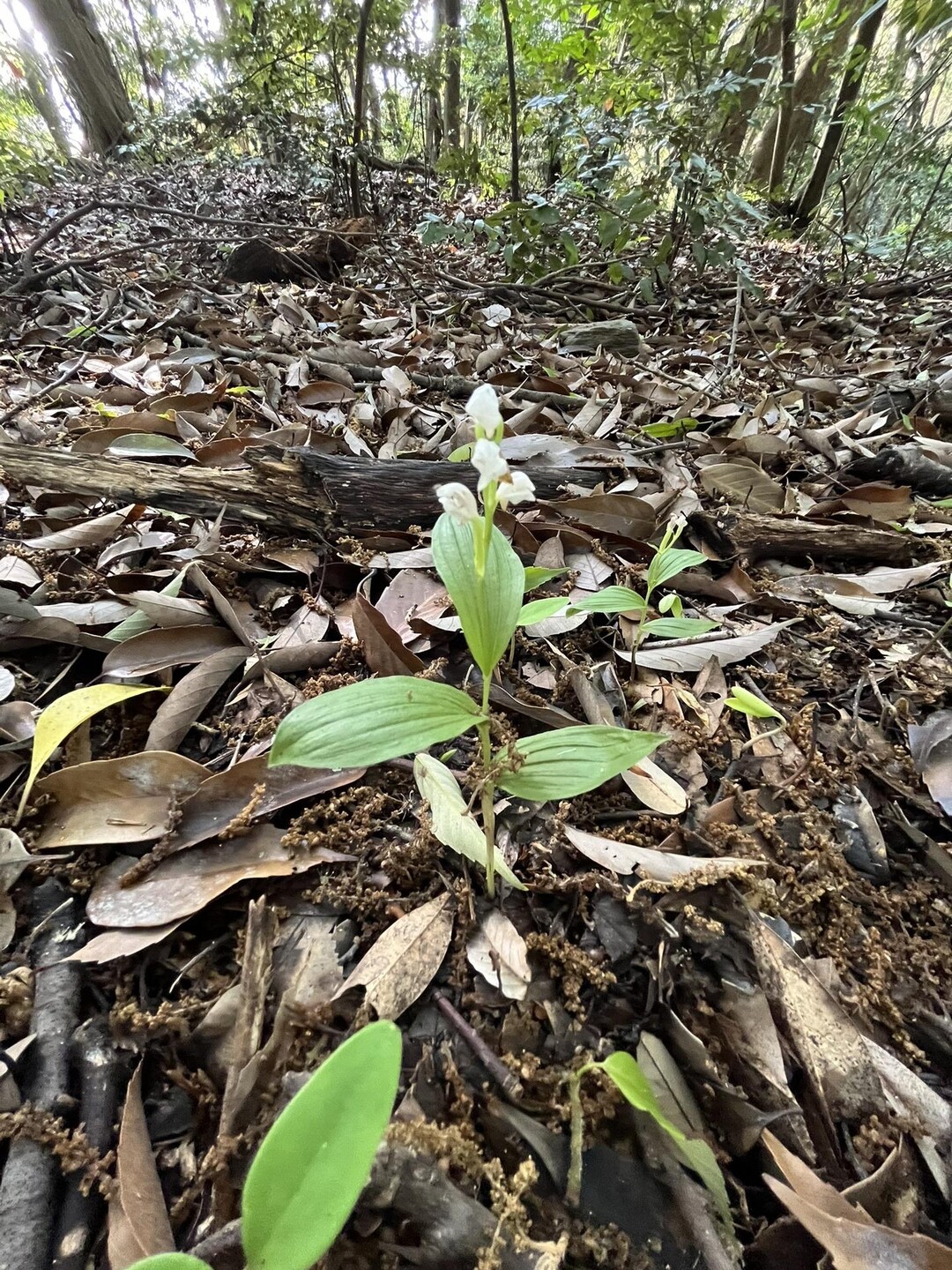 清水山散策 / big treeさんの清水山・丸山・古僧都山の活動データ | YAMAP / ヤマップ