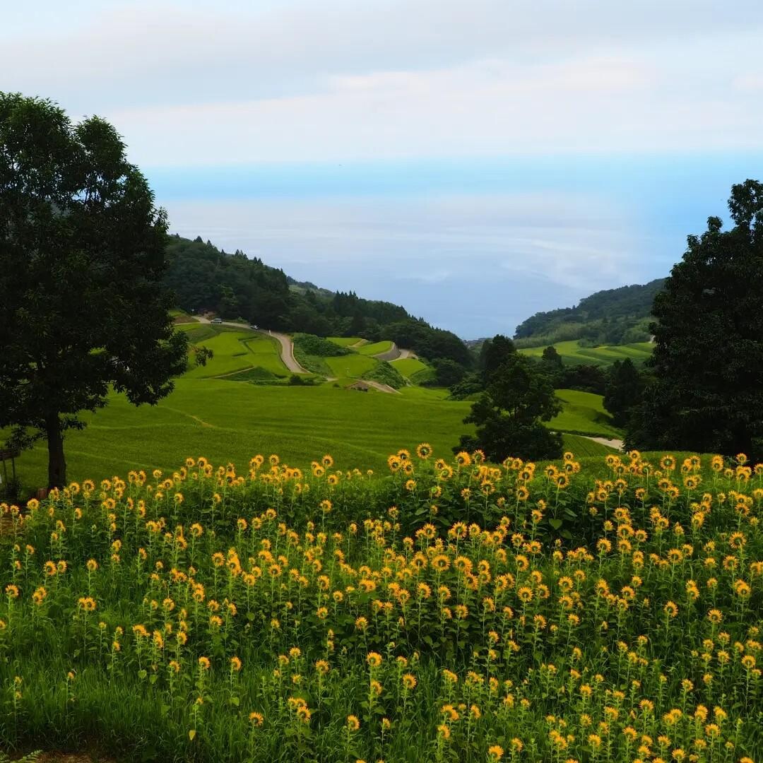 棚田のひまわり🌻 あと2週間、3週間か... / 天ぷらケンジJyJyさんのモーメント | YAMAP / ヤマップ