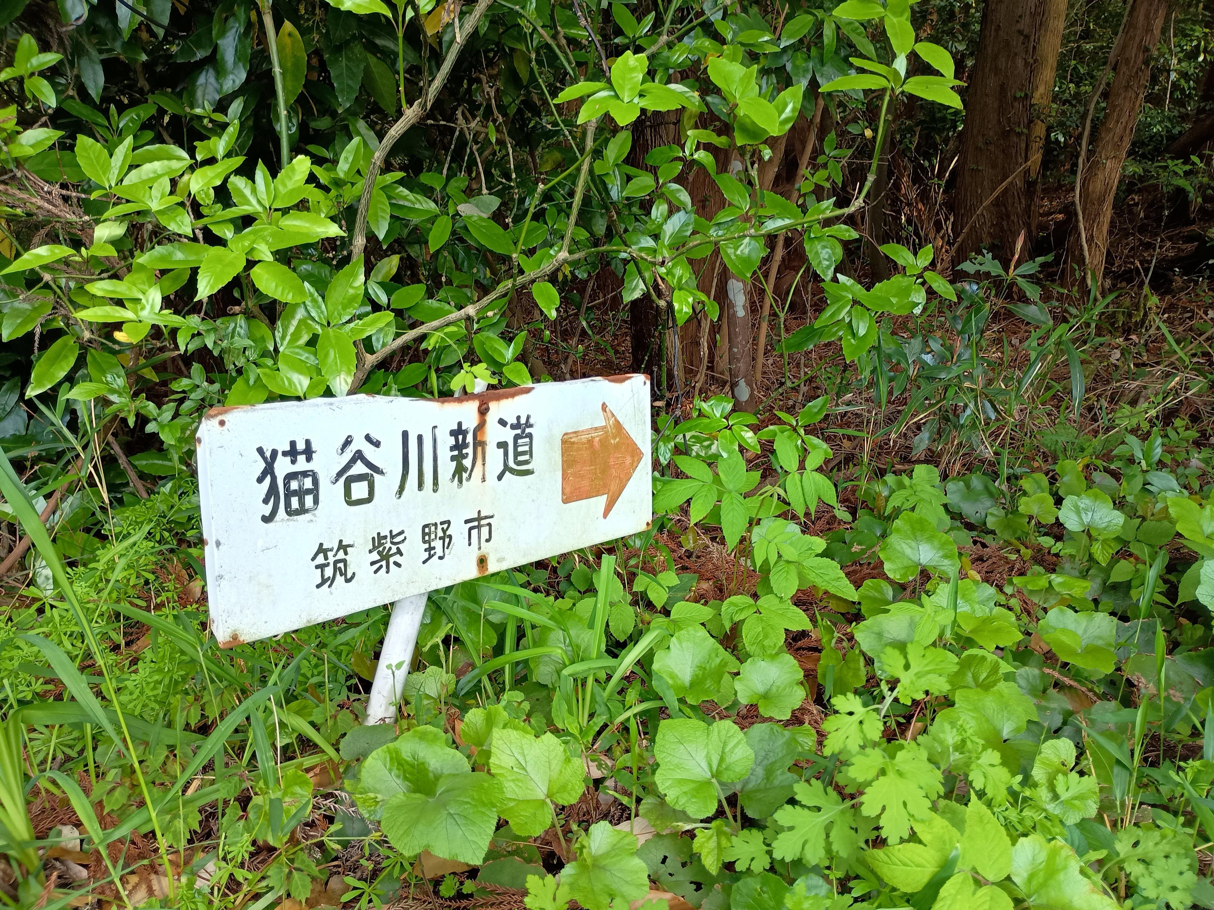 裏宝満山(猫谷川新道) / ryuchanさんの宝満山・三郡山・若杉山の活動データ | YAMAP / ヤマップ