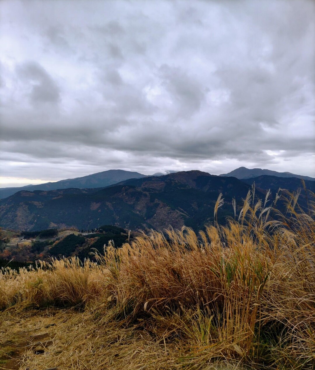 大野山のすすきに見惚れる / gumiさんの高松山・大野山の活動データ | YAMAP / ヤマップ