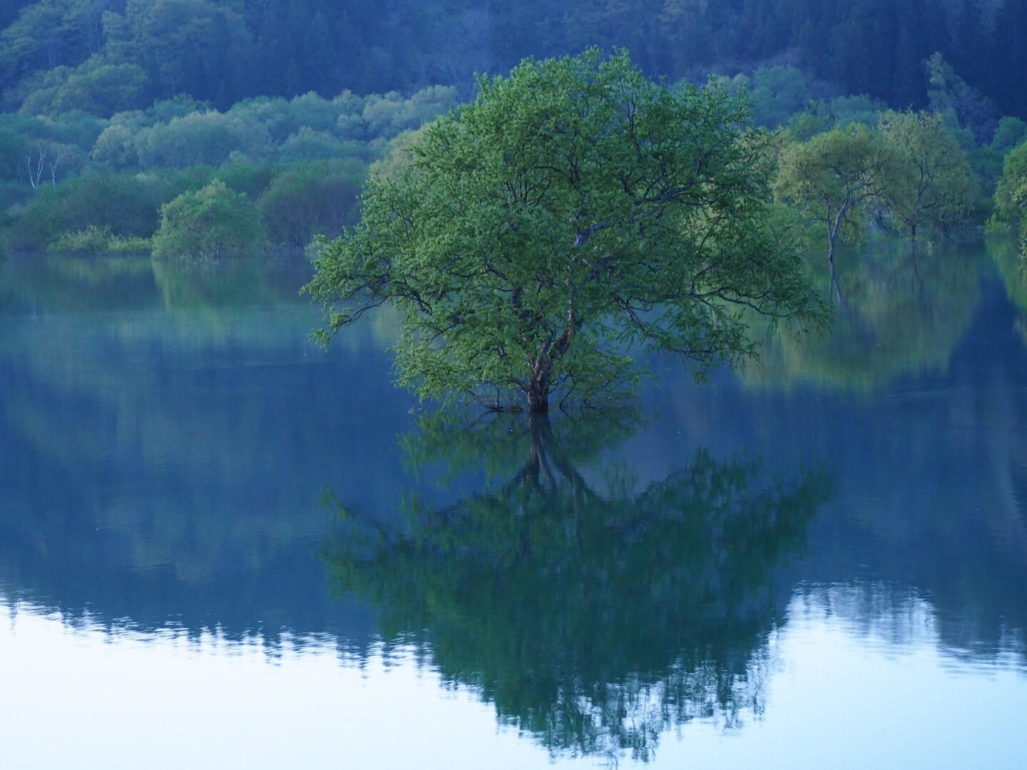 白川湖水没林…日の出前から日の出後まで観... / ma-mamaさんのモーメント | YAMAP / ヤマップ