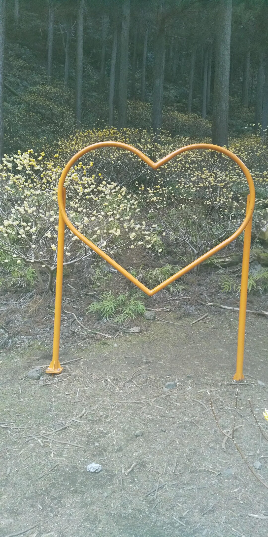 ミツマタ2024-03-23 / kimichanさんの大山の活動データ | YAMAP / ヤマップ