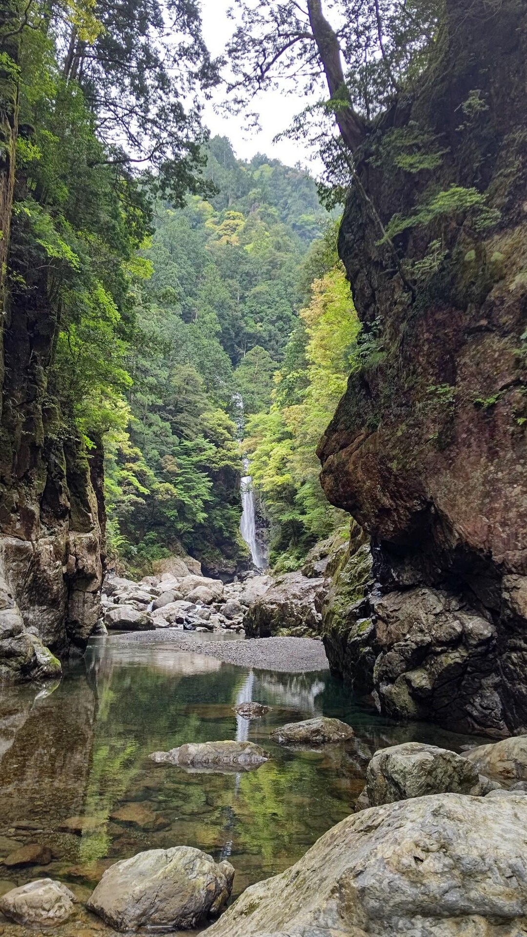 大杉谷-2024-05-15 / guriko5さんの大台ヶ原山・日出ヶ岳・大杉谷の活動データ | YAMAP / ヤマップ