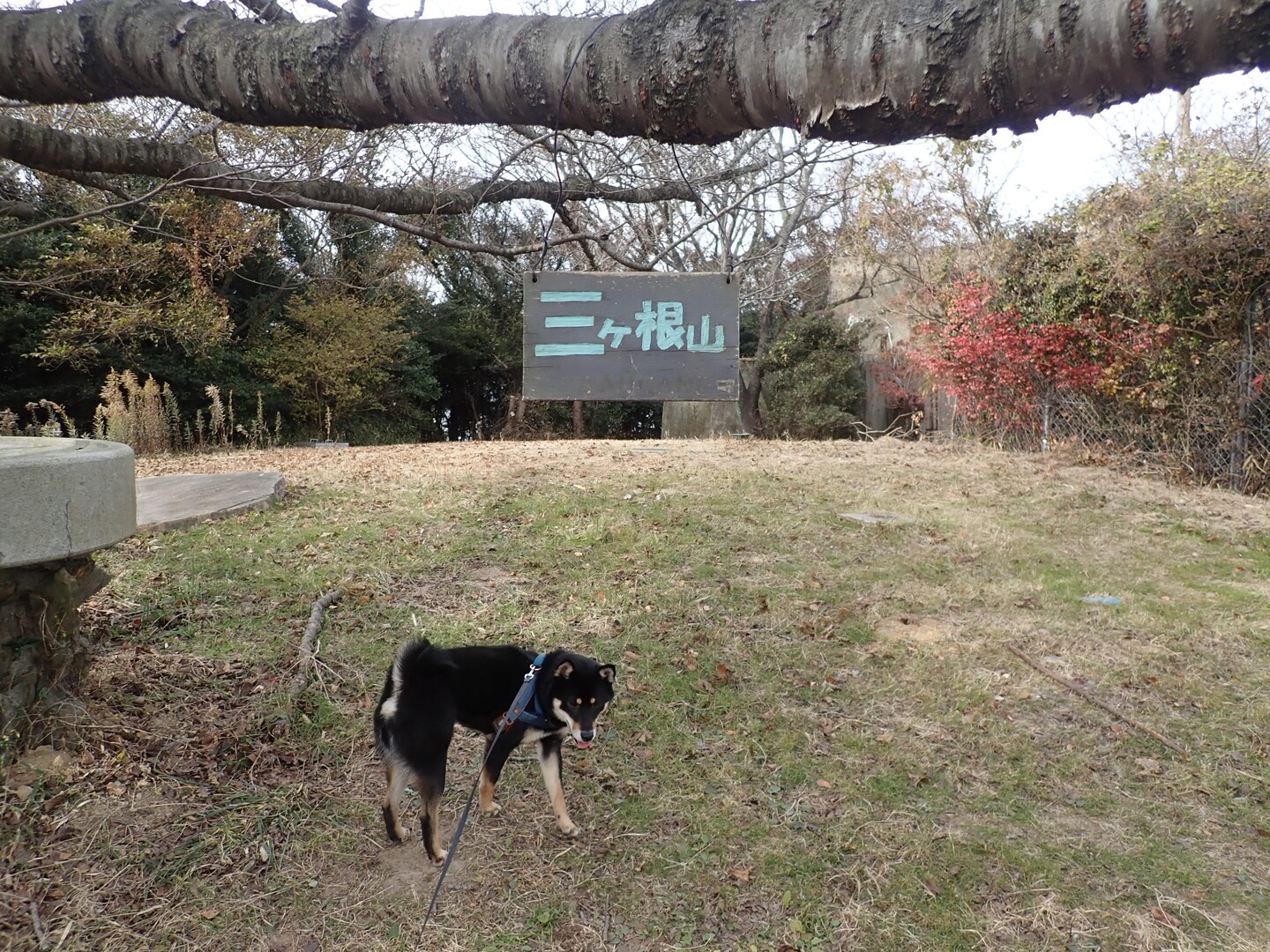 241220-4_三ヶ根山(愛知130山/じろうまるコラボ-56-3) / EIZさんの三ヶ根山の活動データ | YAMAP / ヤマップ