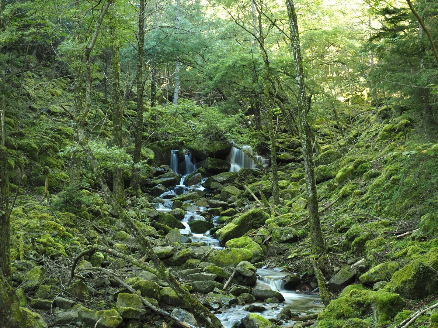 甲武信ヶ岳 / fujihiroさんの甲武信ヶ岳の活動データ | YAMAP / ヤマップ