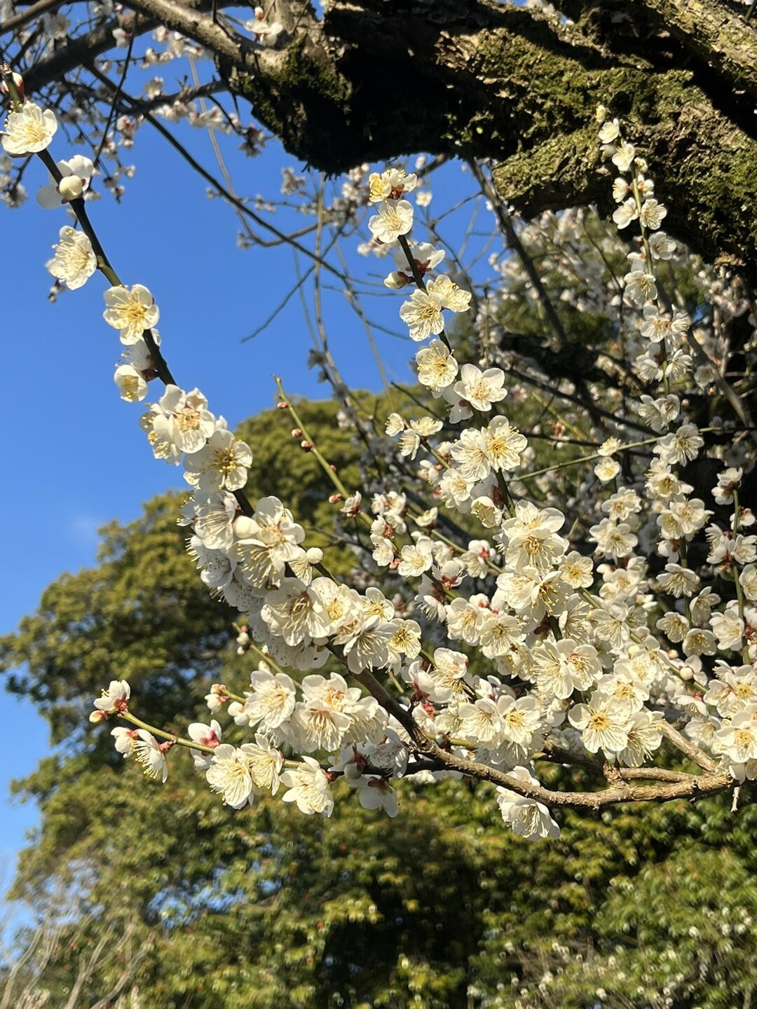 R5.2023.2.28 梅の花とても綺... / ngs2福龍🦉さんのモーメント | YAMAP / ヤマップ