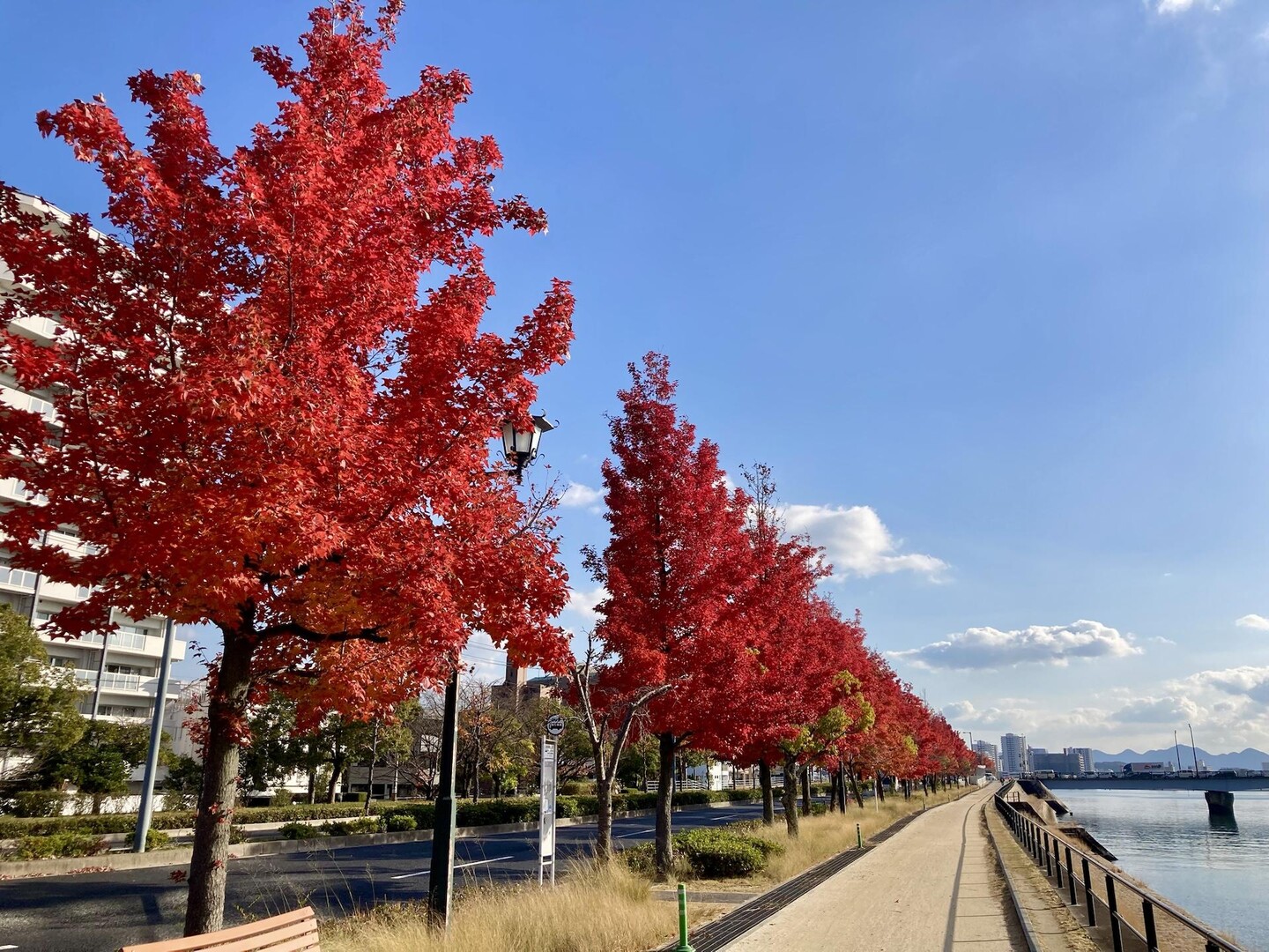 また職場近くの街路樹の紅葉🍁です。ここ... / Oh‼️ウッチーさんのモーメント | YAMAP / ヤマップ