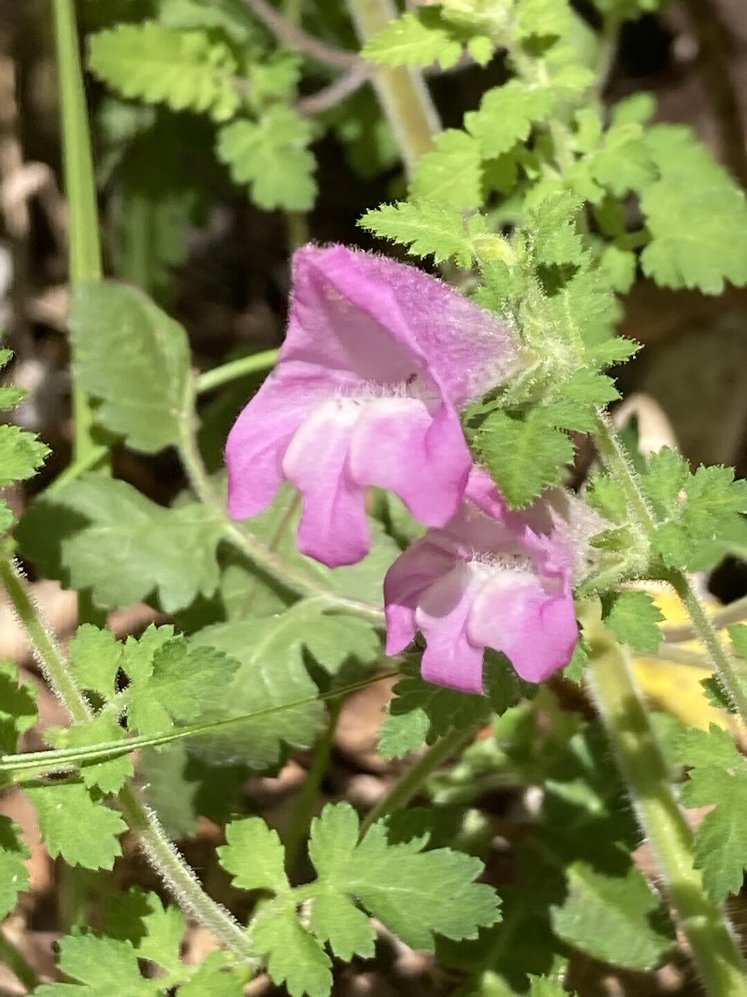 五色台遍路ころがし / tairaさんの四国遍路その19の活動日記 | YAMAP / ヤマップ