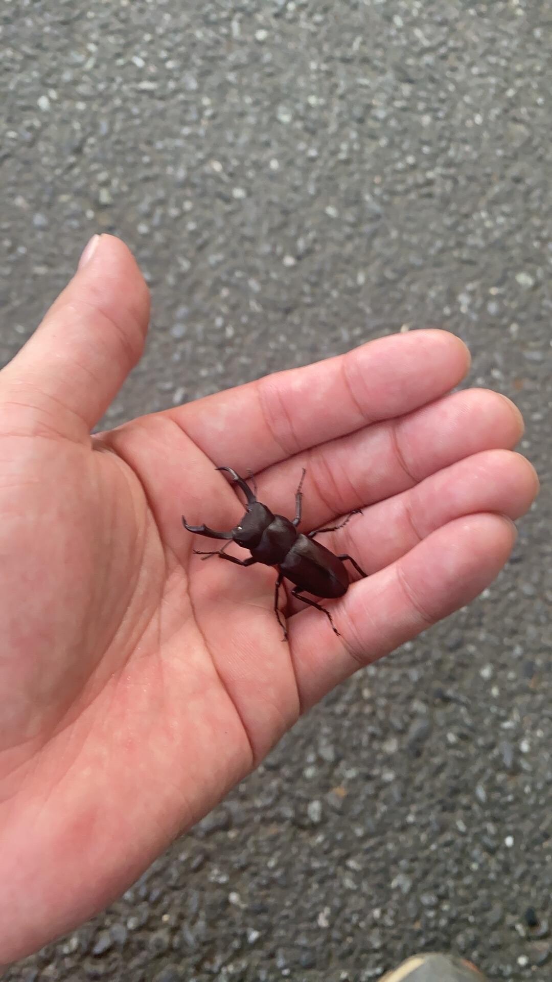 Your Survive / 僕さんの丸山・日向山の活動データ | YAMAP / ヤマップ