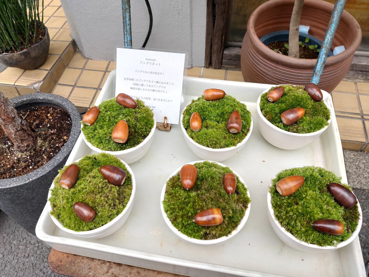 昨日はEarth dayでした。残念なが... / 萌子さんのモーメント | YAMAP / ヤマップ