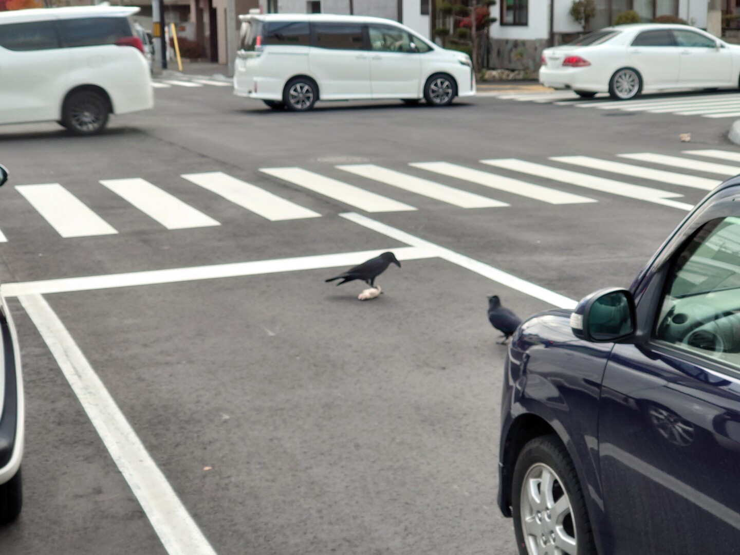 今朝ね美園の交差点でカラスが群がっていた... / fujisunさんのモーメント | YAMAP / ヤマップ