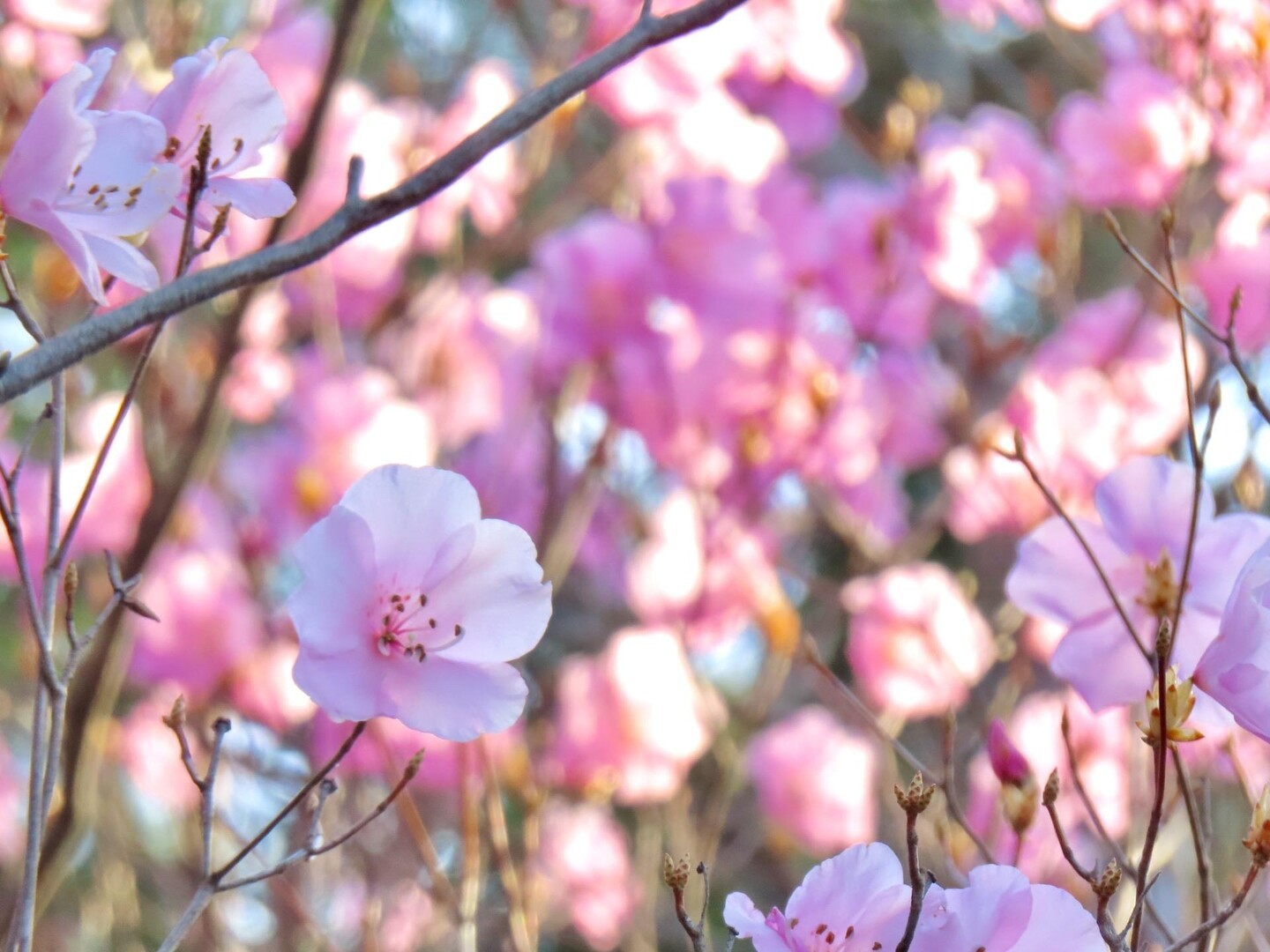 アカヤシオを愛でに納古山へ / asimkさんの納古山の活動データ | YAMAP / ヤマップ