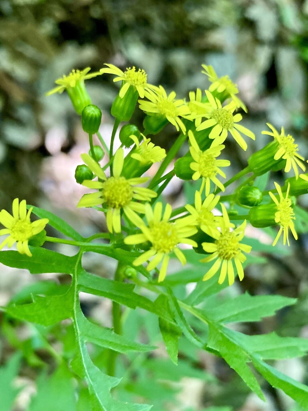 綾歌森林公園 阿弥陀越Uターン / tairaさんの四国遍路その19の活動データ | YAMAP / ヤマップ