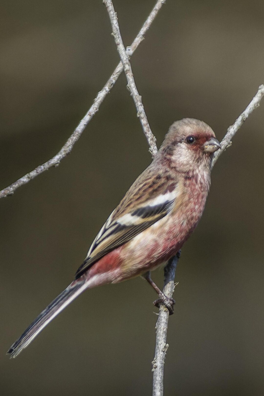 #ベニマシコ そろそろ冬鳥（野鳥）の季節... / zukiさんのモーメント | YAMAP / ヤマップ