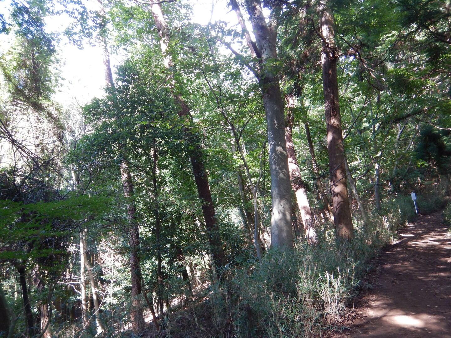 吾妻PM / ダンさんの鳴神山・吾妻山の活動データ | YAMAP / ヤマップ