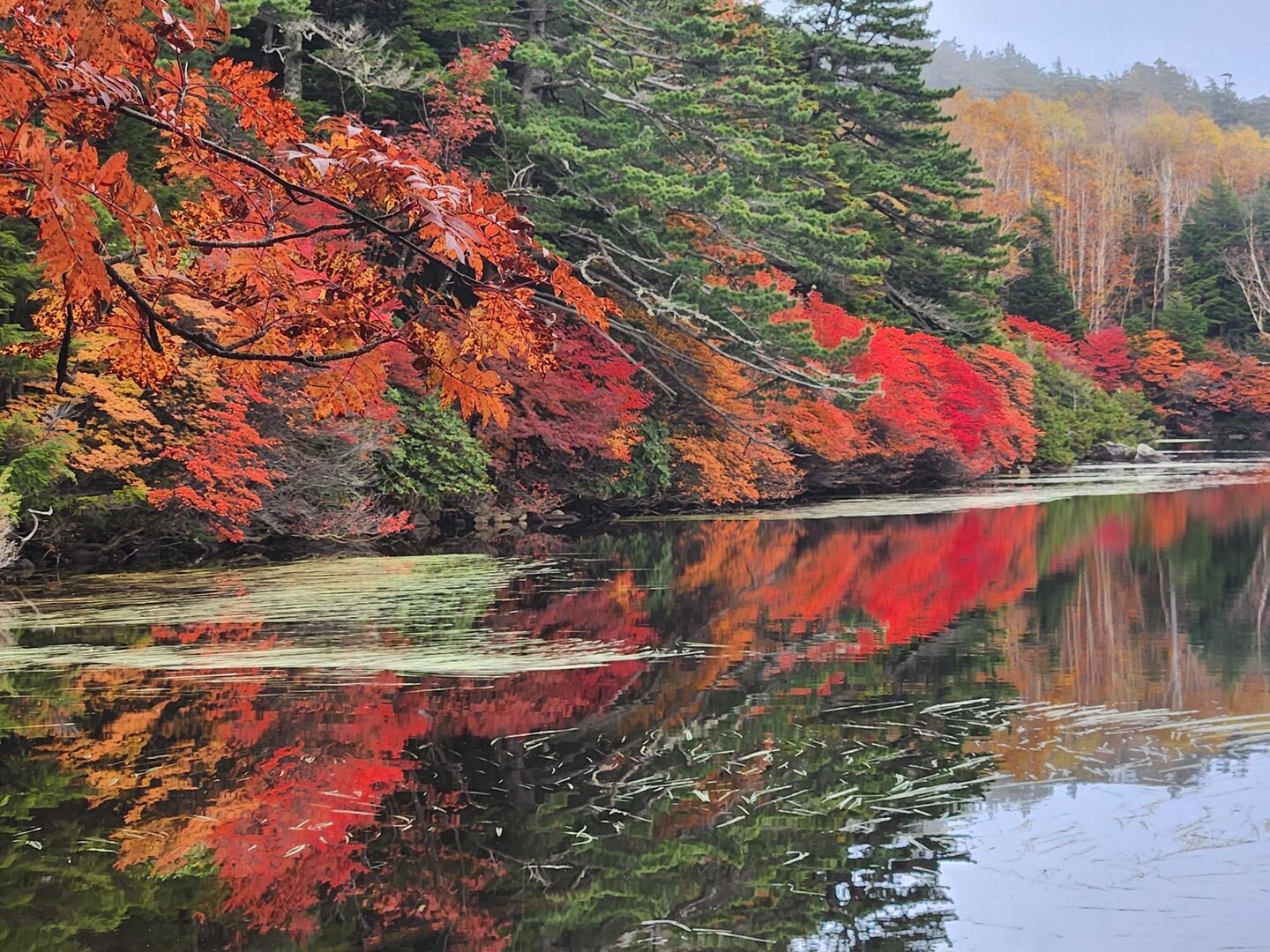 白駒池の紅葉 / 湘南3699さんの八ヶ岳（赤岳・硫黄岳・天狗岳）の活動データ | YAMAP / ヤマップ