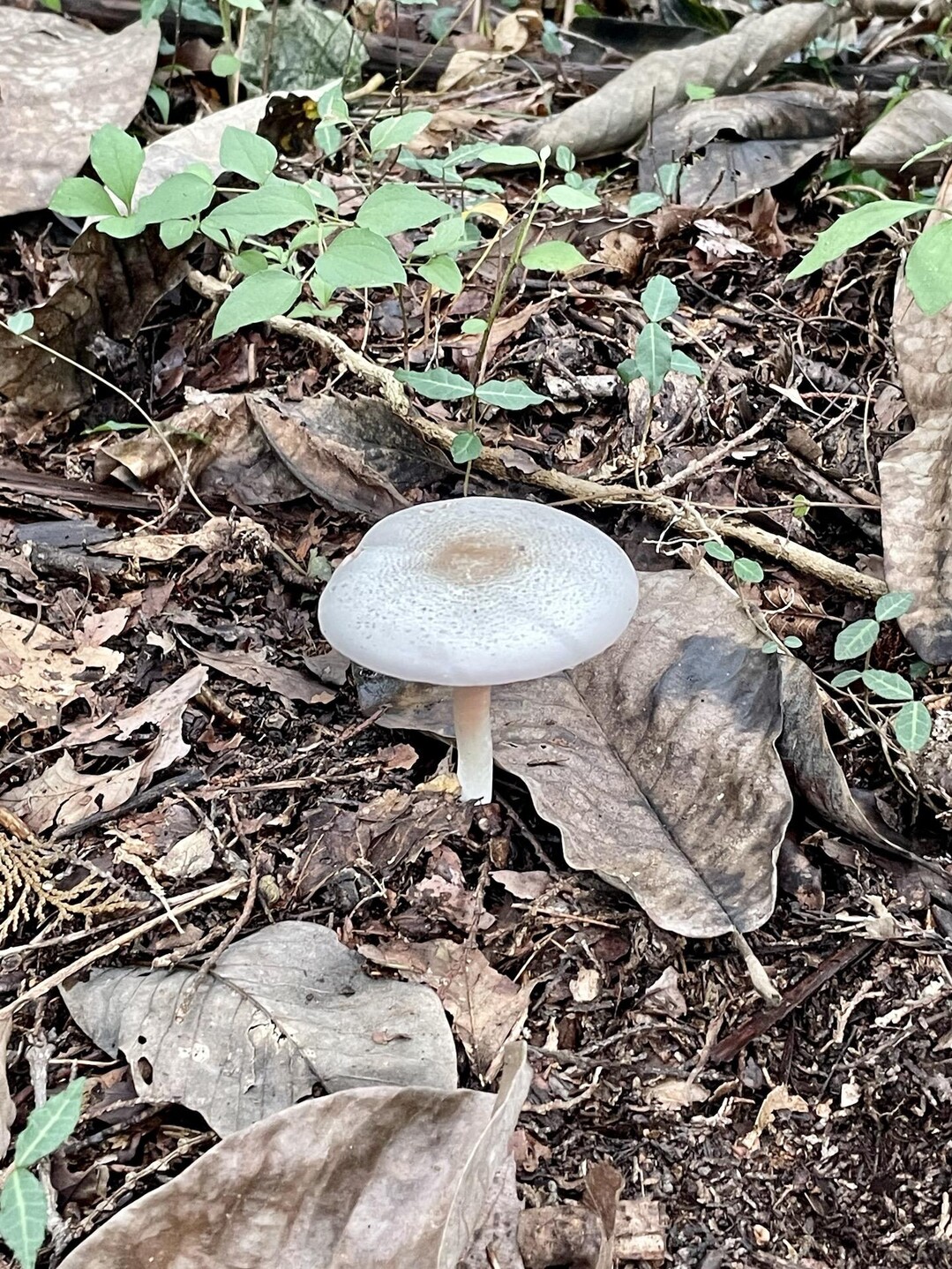 草戸山＆TAKAO COFFEE / satoaさんの高尾山・陣馬山・景信山の活動データ | YAMAP / ヤマップ