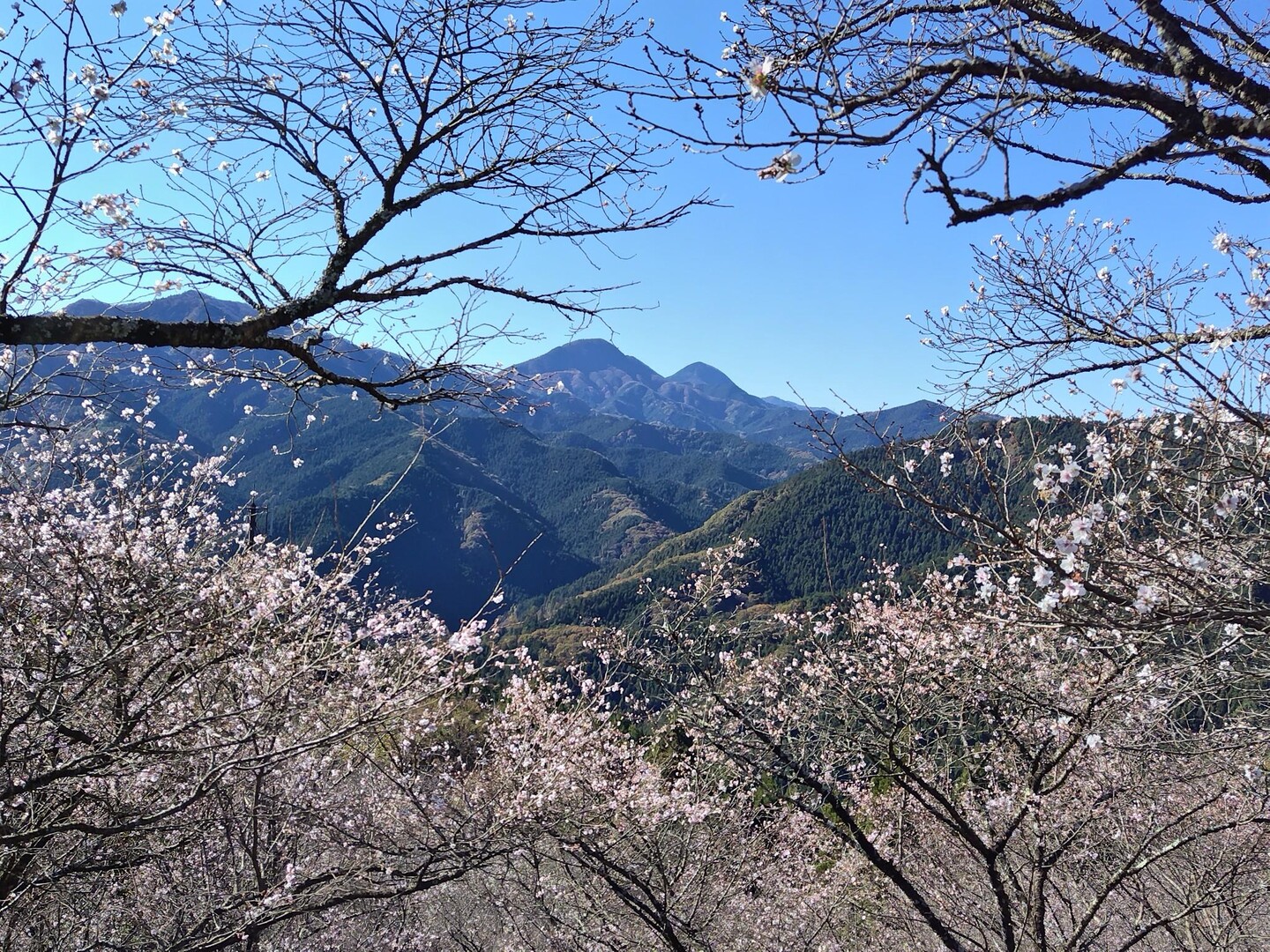 金丸登山口より冬桜と紅葉の桜山へ / orihimeさんの御荷鉾山・オドケ山・桐ノ城山の活動データ | YAMAP / ヤマップ
