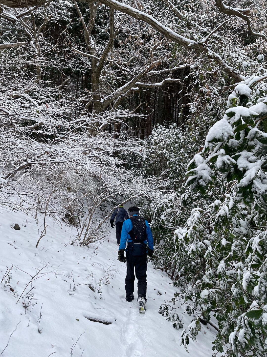 寒波襲来 ️讃岐龍王・阿波龍王でスノーハイク / xmatyoさんの竜王山（讃岐山脈）・大川山の活動データ | YAMAP / ヤマップ