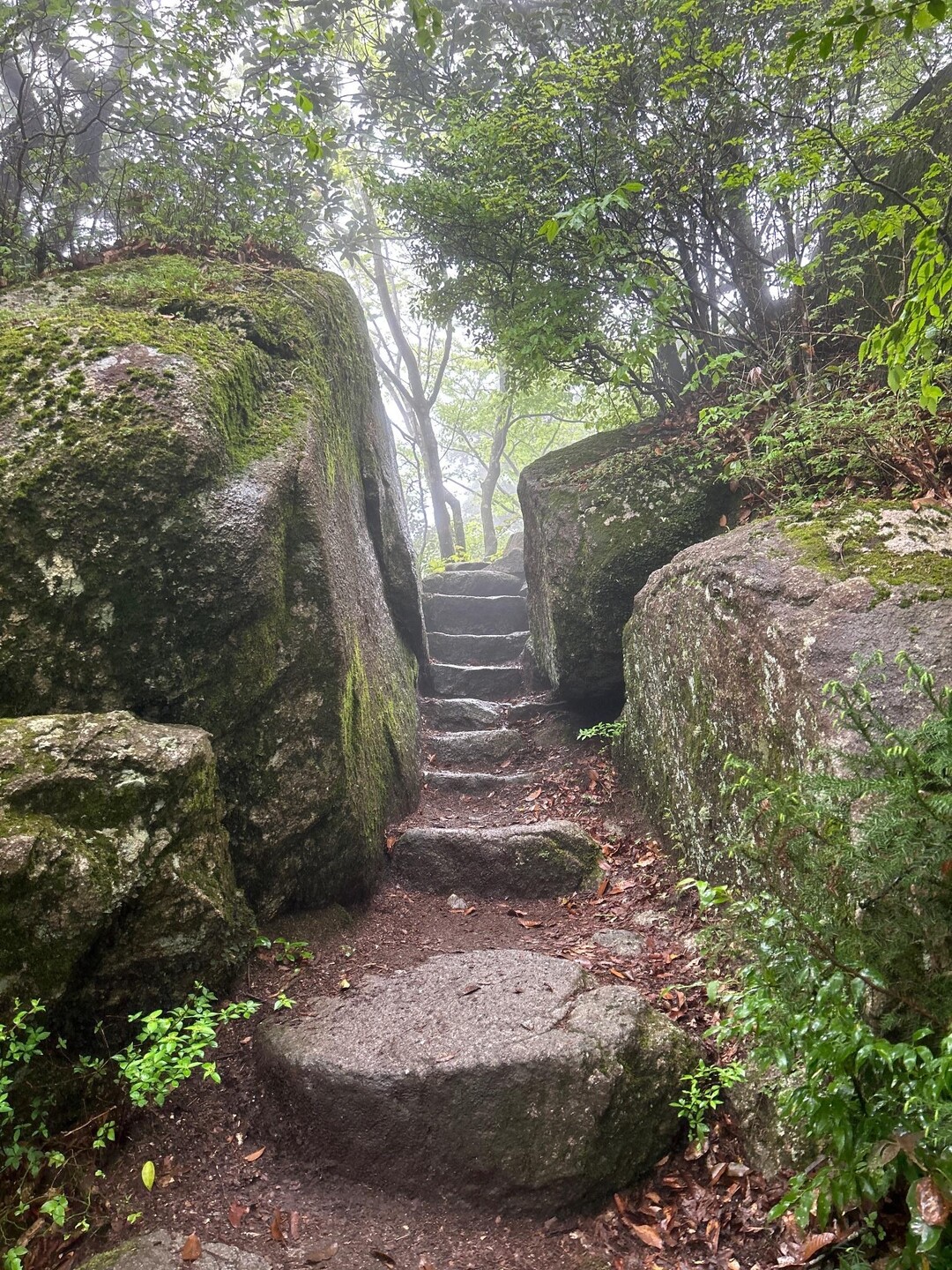 霧の愛嶽山・宝満山・仏頂山_ トレイルランニング / yes_csさんの宝満山・三郡山・若杉山の活動データ | YAMAP / ヤマップ