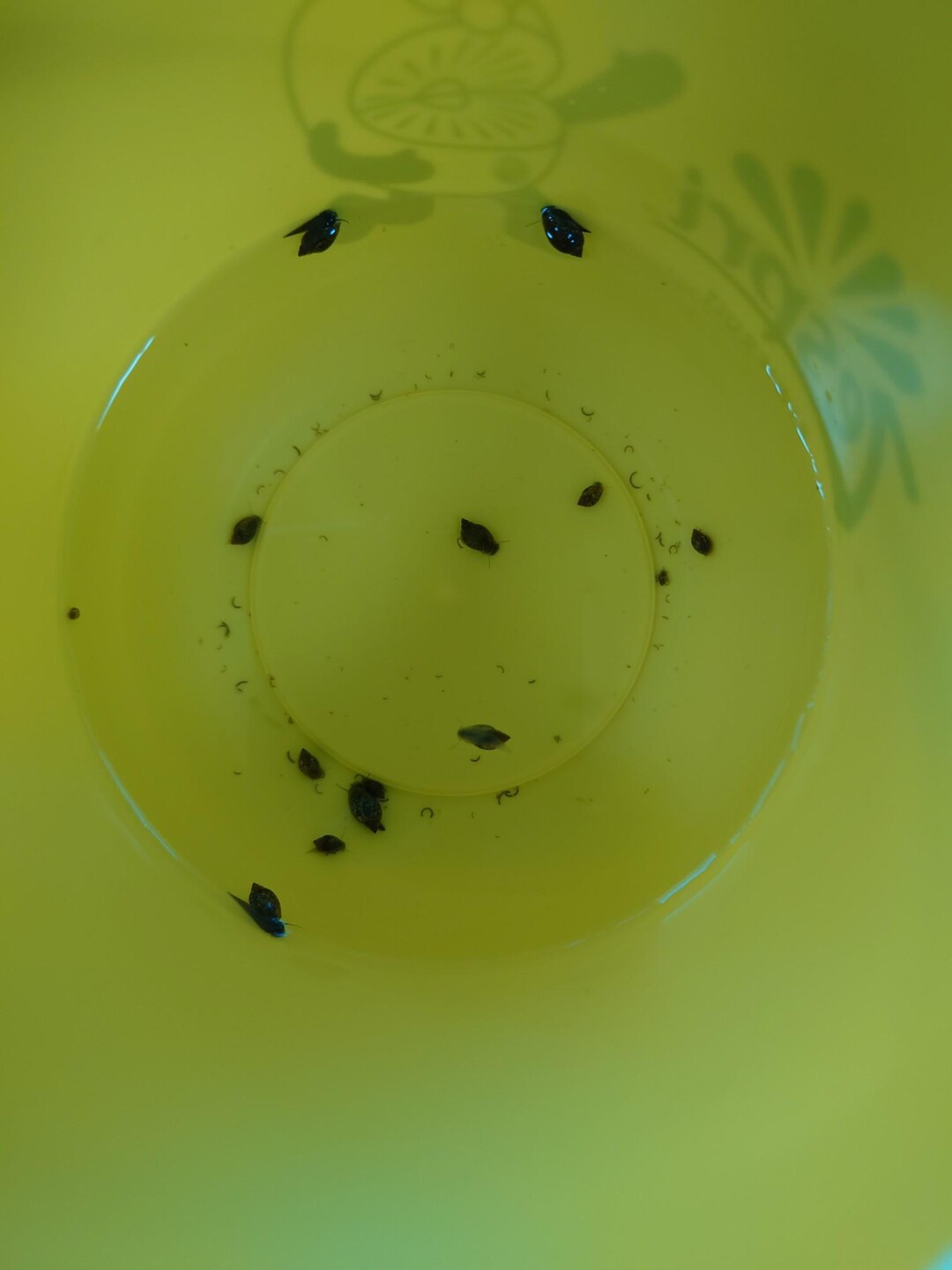 メダカの水槽で水草にくっついてきたサカマ... / dewarsさんのモーメント | YAMAP / ヤマップ