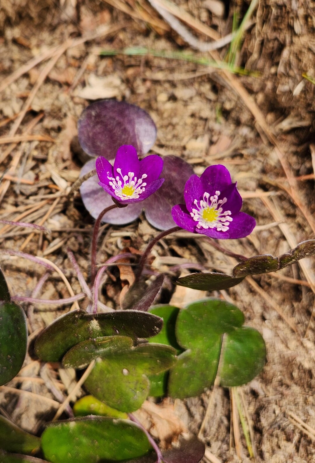 三ノ峠山 / kokoさんの鋸山・三ノ峠山・八方台の活動データ | YAMAP / ヤマップ
