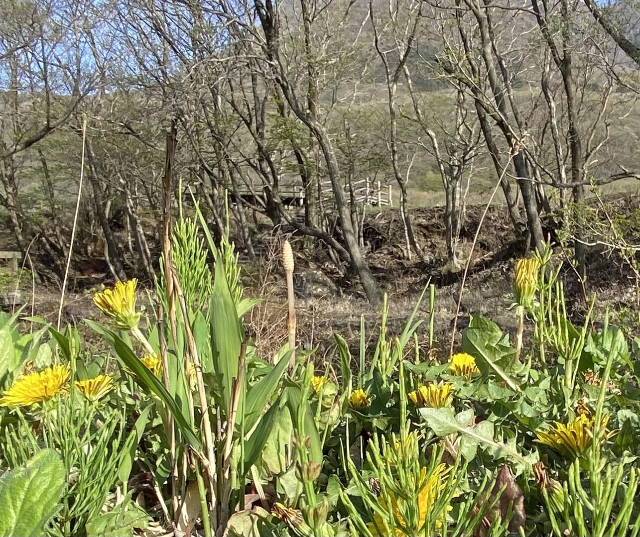 犬と一緒に雨ヶ池(くじゅう)2023-04-22 / Sorailyさんの九重山（久住山）・大船山・星生山の活動データ | YAMAP / ヤマップ