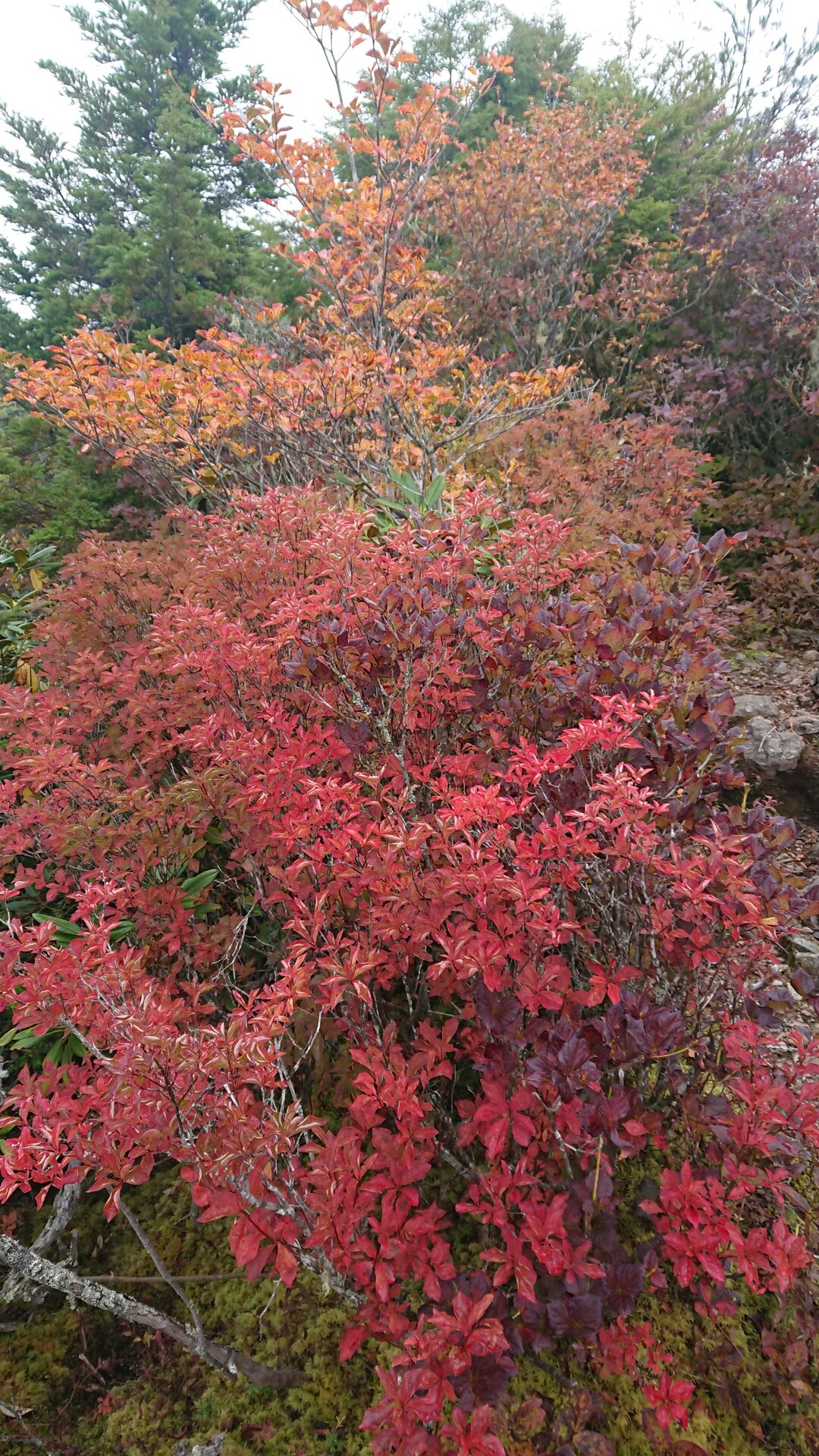 天狗山・垣越山・男山 / ryoさんの男山・天狗山の活動日記 | YAMAP / ヤマップ