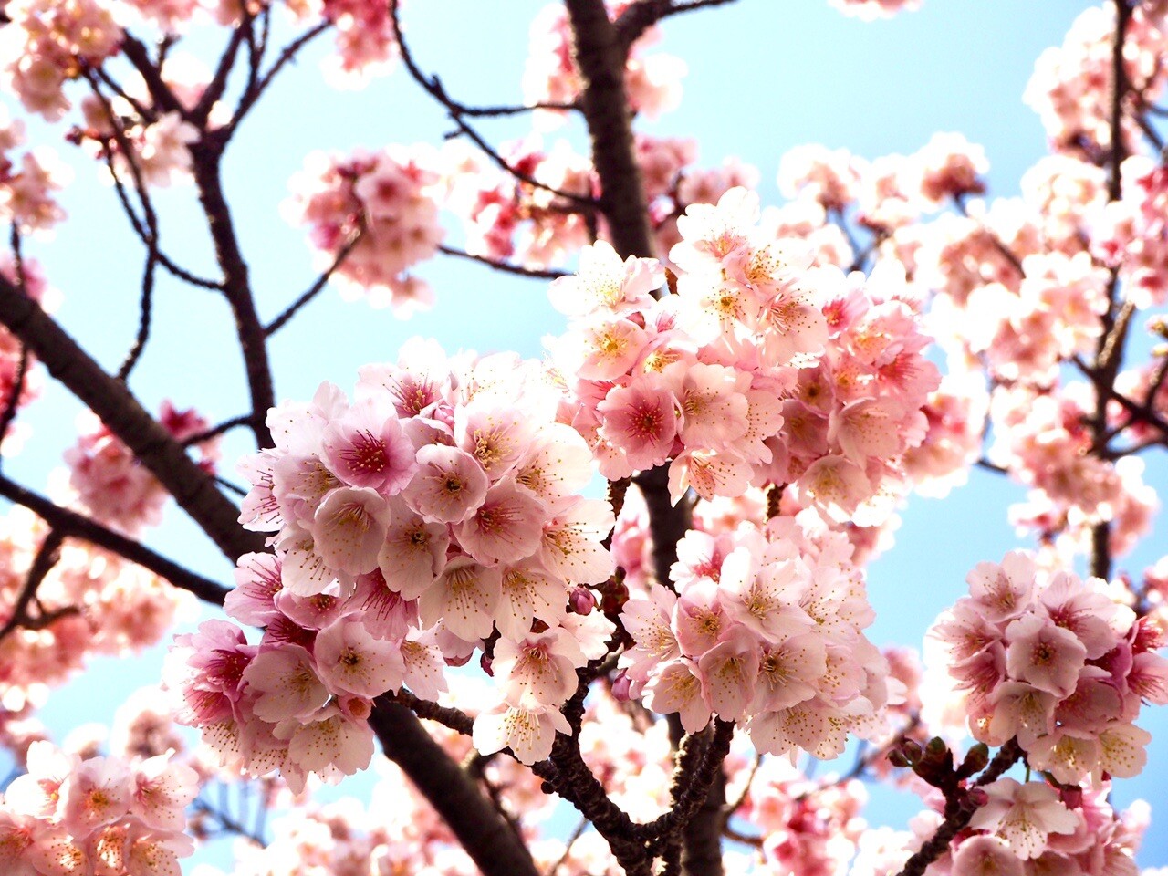 SAKURA 2021-02-07 / kumiさんのウォーキングの活動データ | YAMAP / ヤマップ