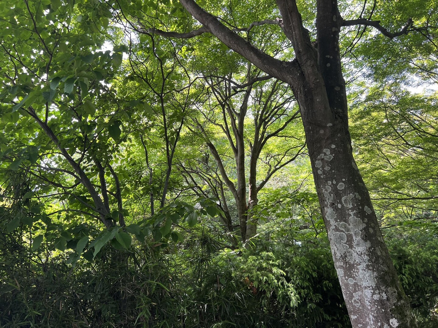 景信山•高尾山 / kalo_zzzさんのウォーキングの活動データ | YAMAP / ヤマップ