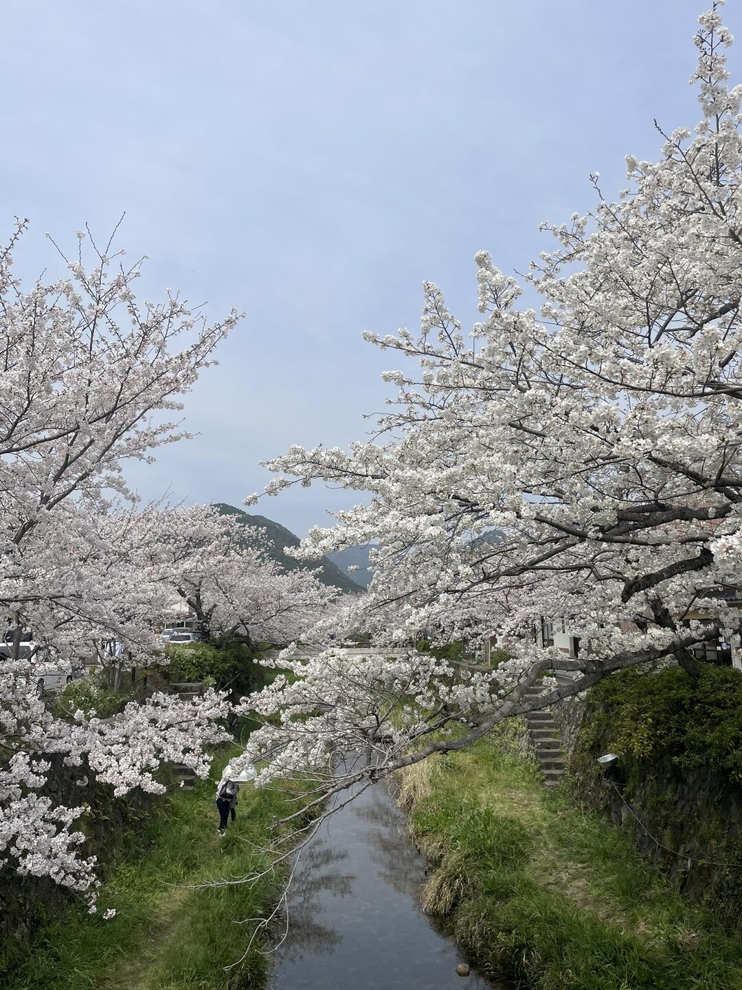 一の坂川 桜🌸 昨年は青空に映える桜で... / Kei707さんのモーメント | YAMAP / ヤマップ