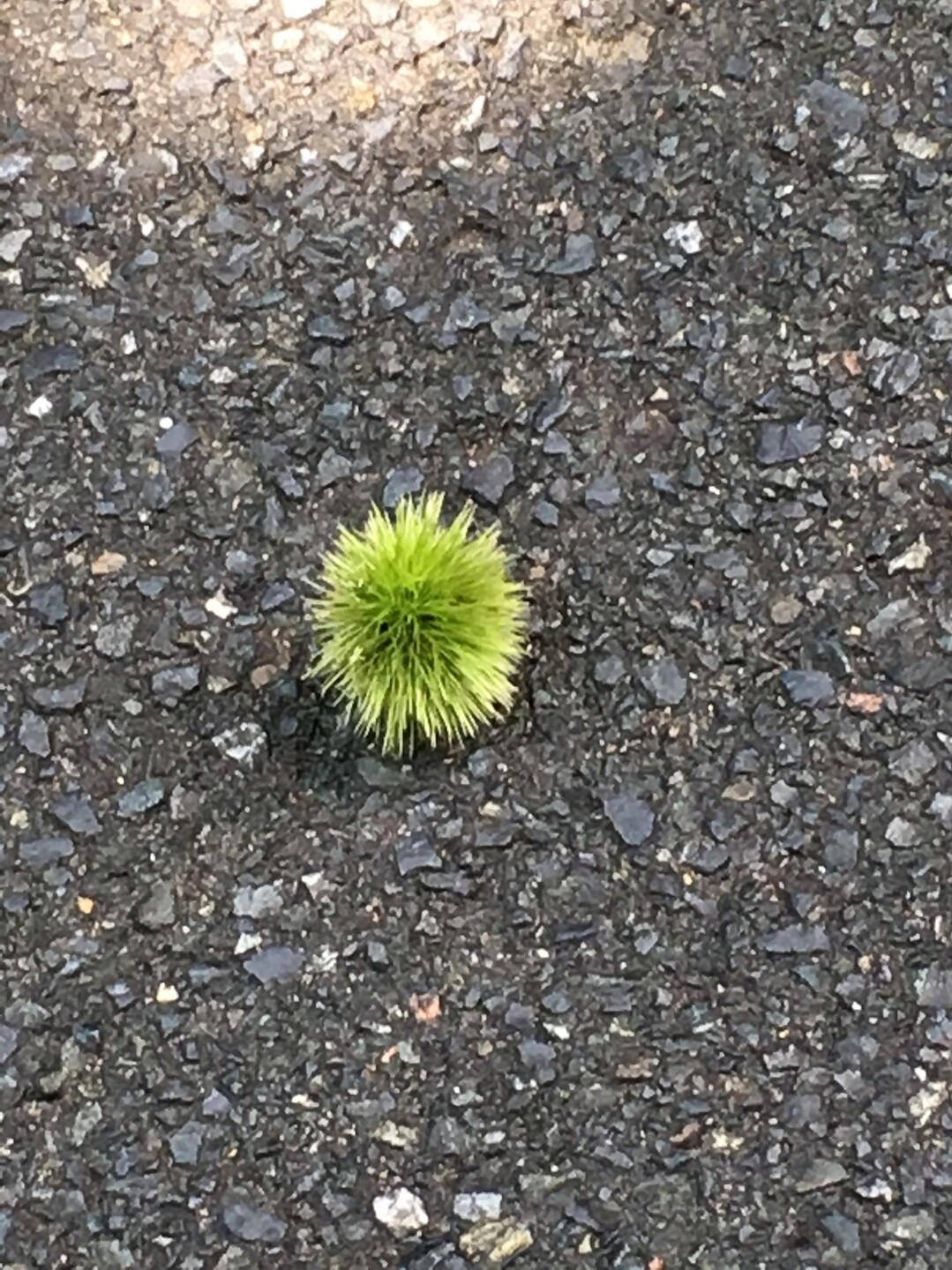 秋近し 真夏の散歩18km / Hakatayouさんの天拝山・基山の活動データ | YAMAP / ヤマップ
