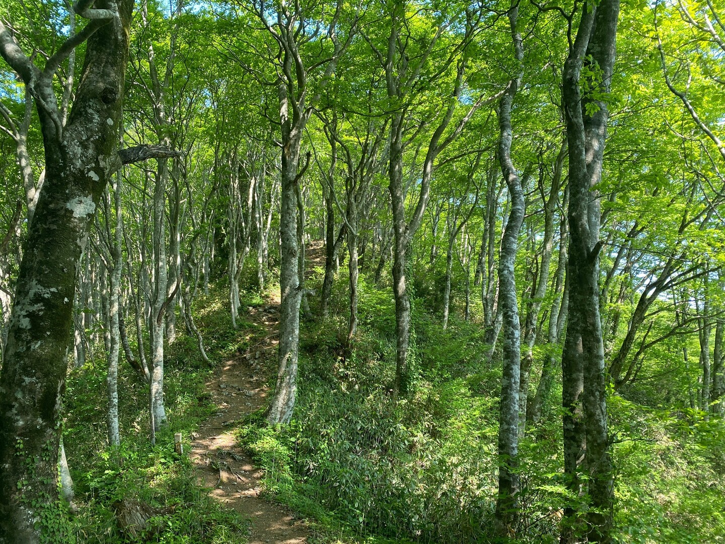 癒しのブナ原生林(毛無山・白馬山・金ヶ谷山) / ka10_UKさんの毛無山の活動データ | YAMAP / ヤマップ