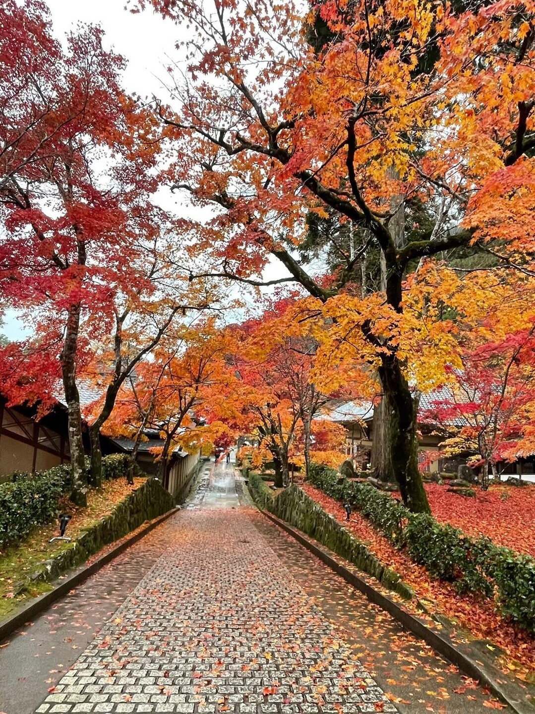 永源寺🍁 / potiさんの日本コバの活動データ | YAMAP / ヤマップ