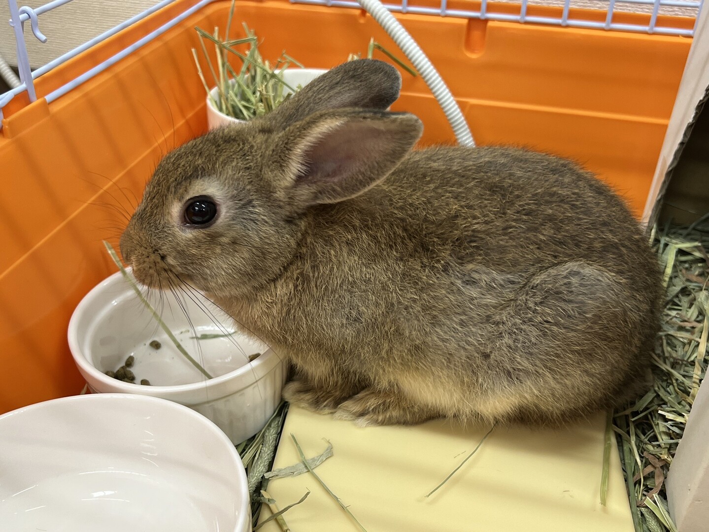 我が営業所のNewアイドル🐇 いよいよ... / Muraさんのモーメント | YAMAP / ヤマップ