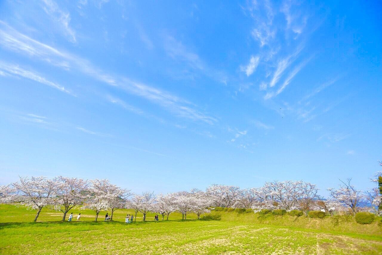 【藤原宮跡】 桜と菜の花満開🌸 春の彩... / いそっちさんのモーメント | YAMAP / ヤマップ