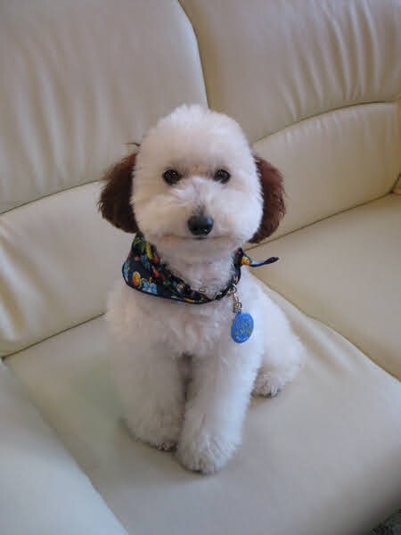 PIPINのページ | YAMAP / ヤマップ