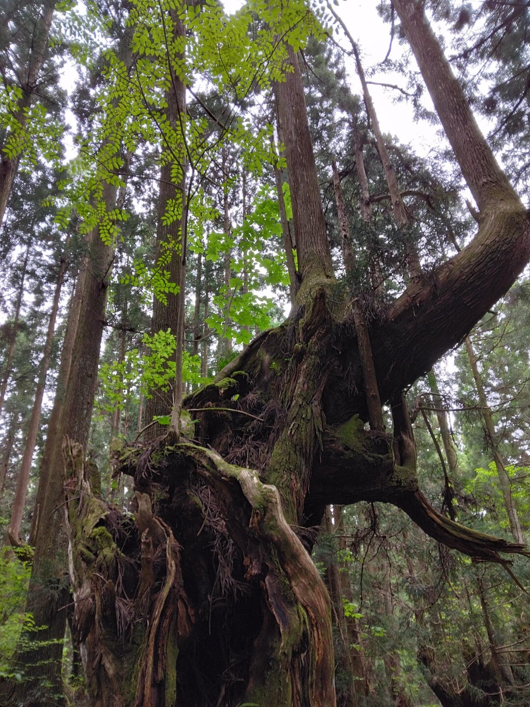 株杉 と蕪山 山頂で初めて知る｢1069m｣😅 / Kakkoさんの蕪山の活動データ | YAMAP / ヤマップ
