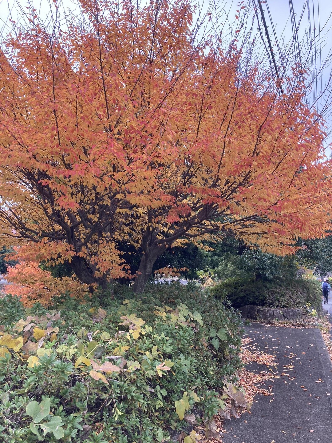 曽我山・不動山・浅間山・浅間台 / koroさんの不動山・浅間山・曽我山の活動データ | YAMAP / ヤマップ