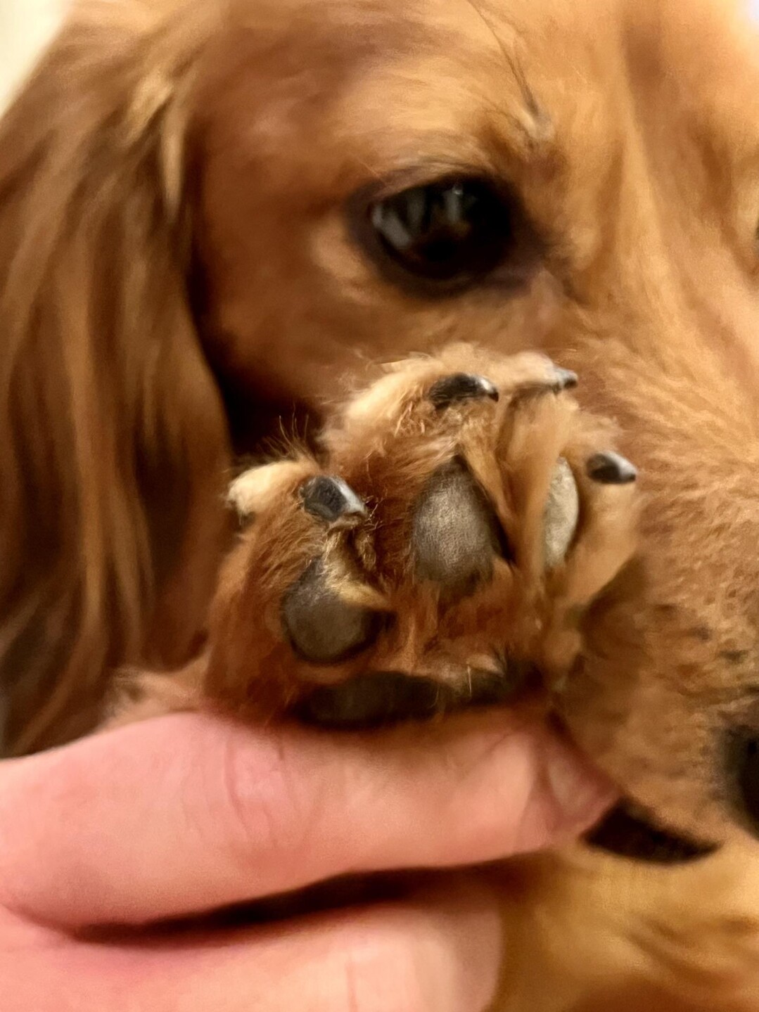 今日はダックスのお風呂🛀の日です。毎回... / leoleonさんのモーメント | YAMAP / ヤマップ
