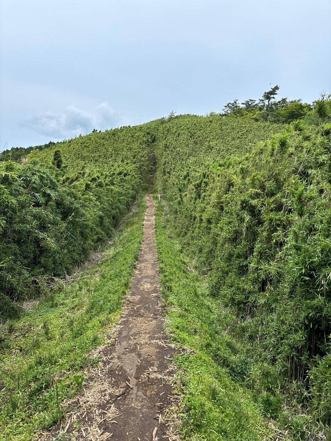 火打石山・明神ヶ岳 / tokoさんの金時山・明神ヶ岳の活動データ | YAMAP / ヤマップ
