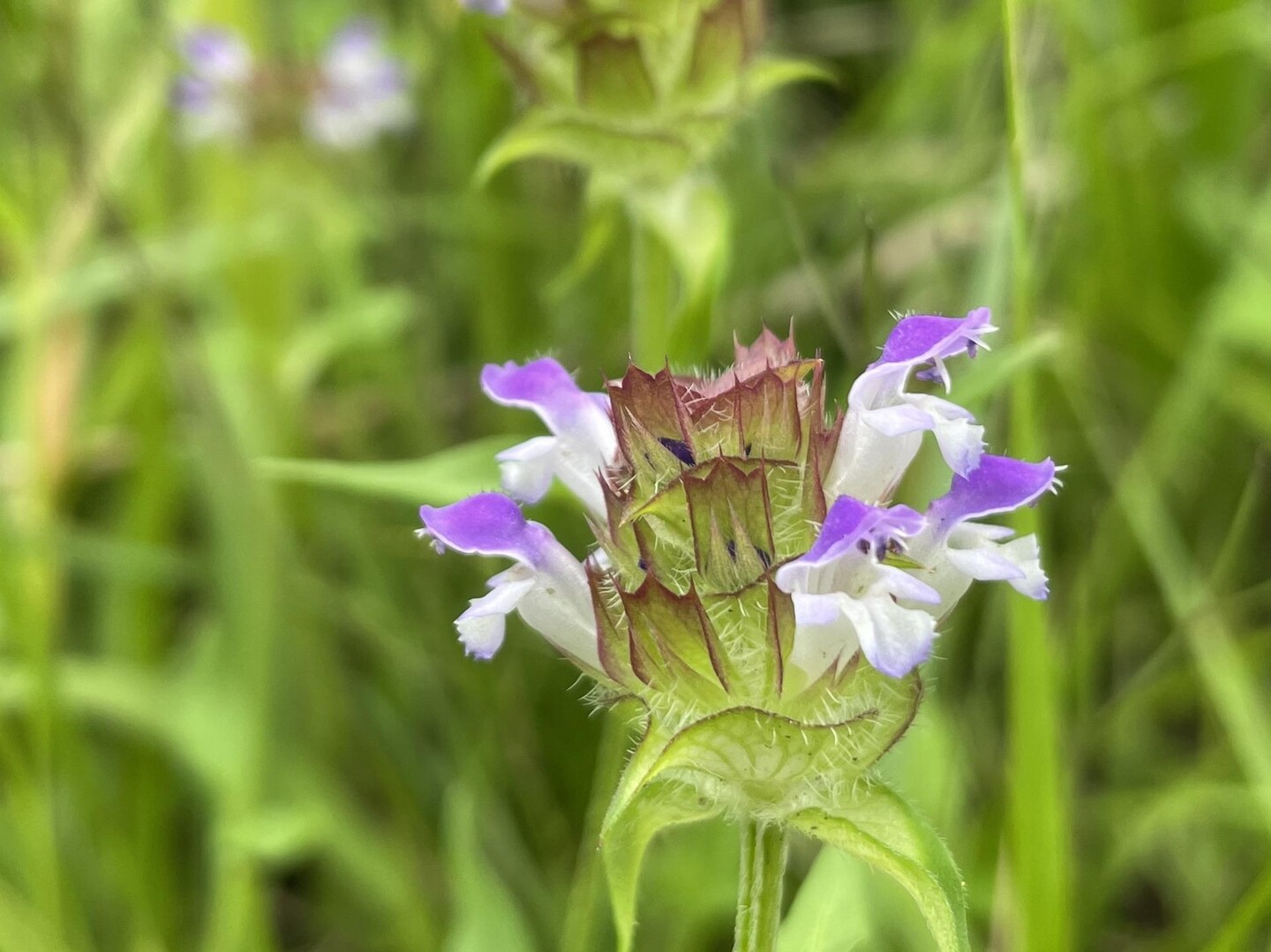 ~福智山~ / peach。さんの福智山・尺岳・雲取山の活動データ | YAMAP / ヤマップ