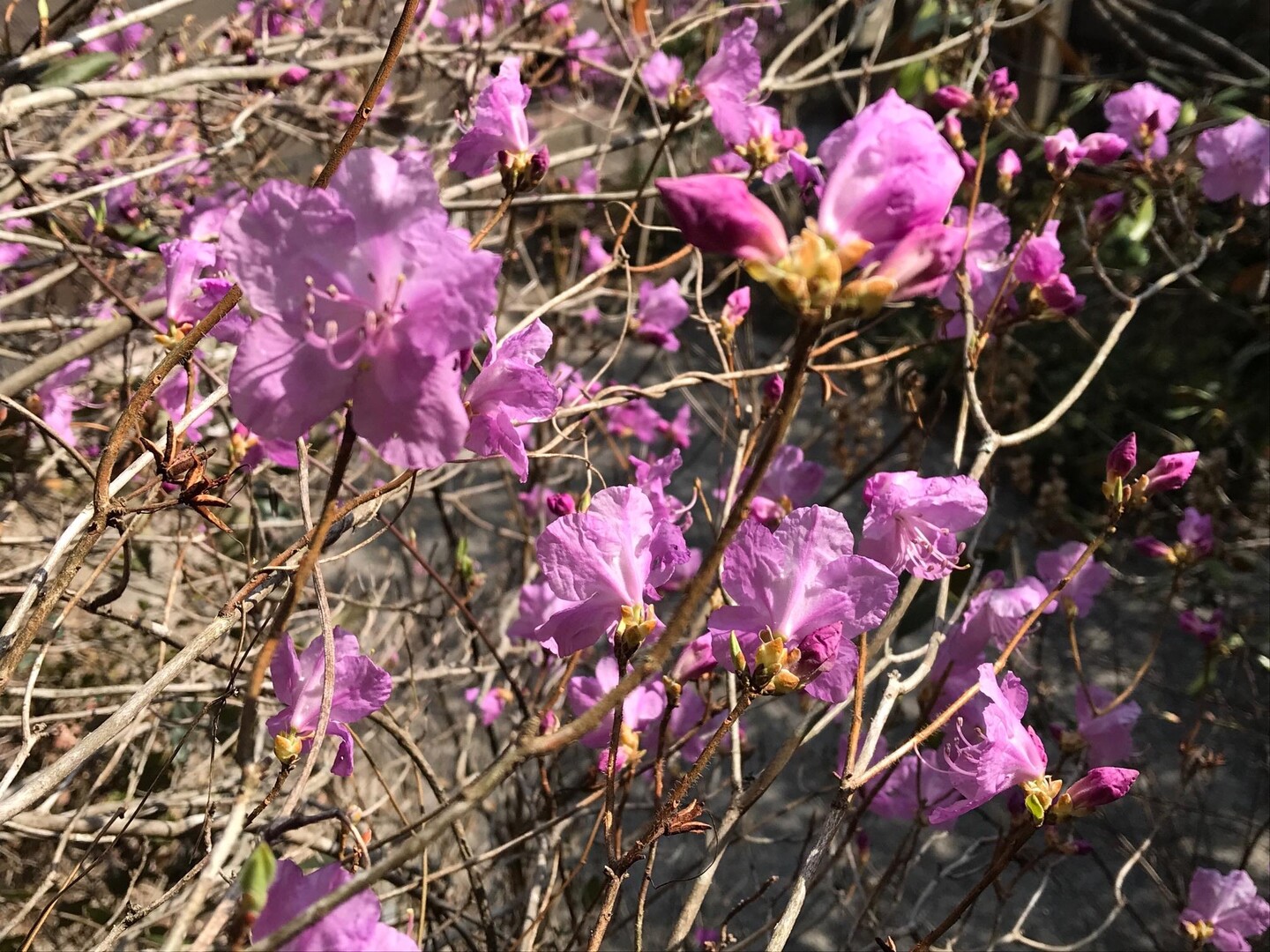 2023.3.11 花散策 ゲンカイツツ... / ふぇありぃさんのモーメント | YAMAP / ヤマップ