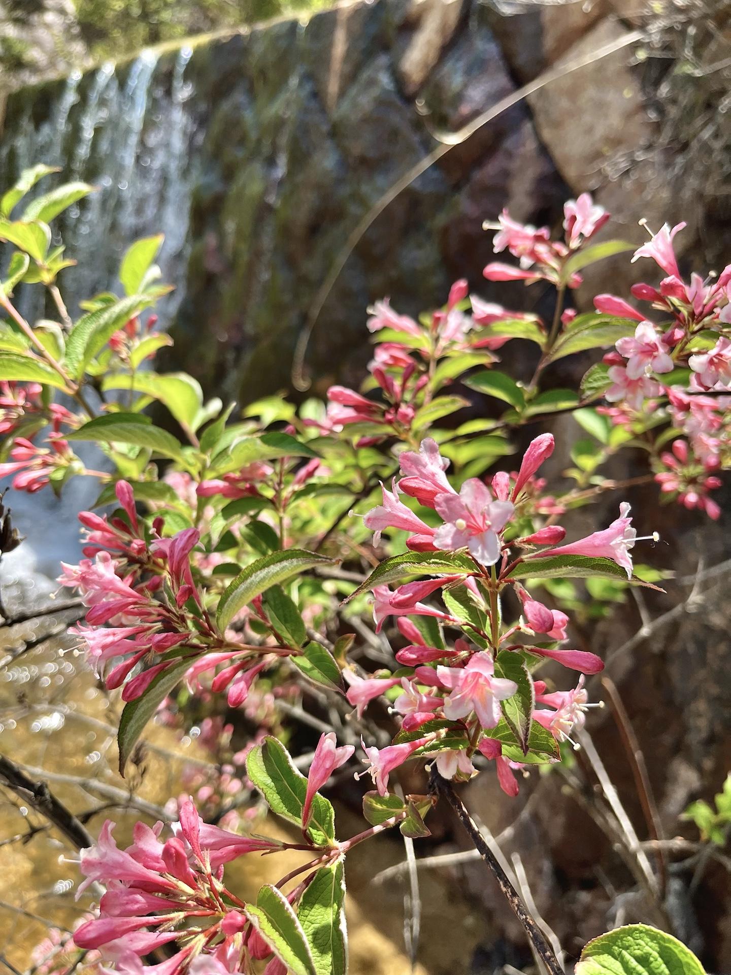 川沿いでデイキャンプしてきました🎶 ... / chieさんのモーメント | YAMAP / ヤマップ