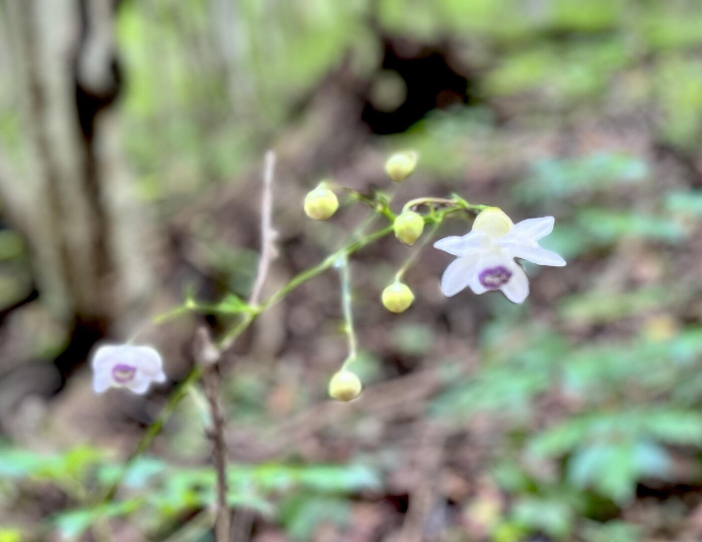天狗山 / latteさんの天狗山の活動データ | YAMAP / ヤマップ