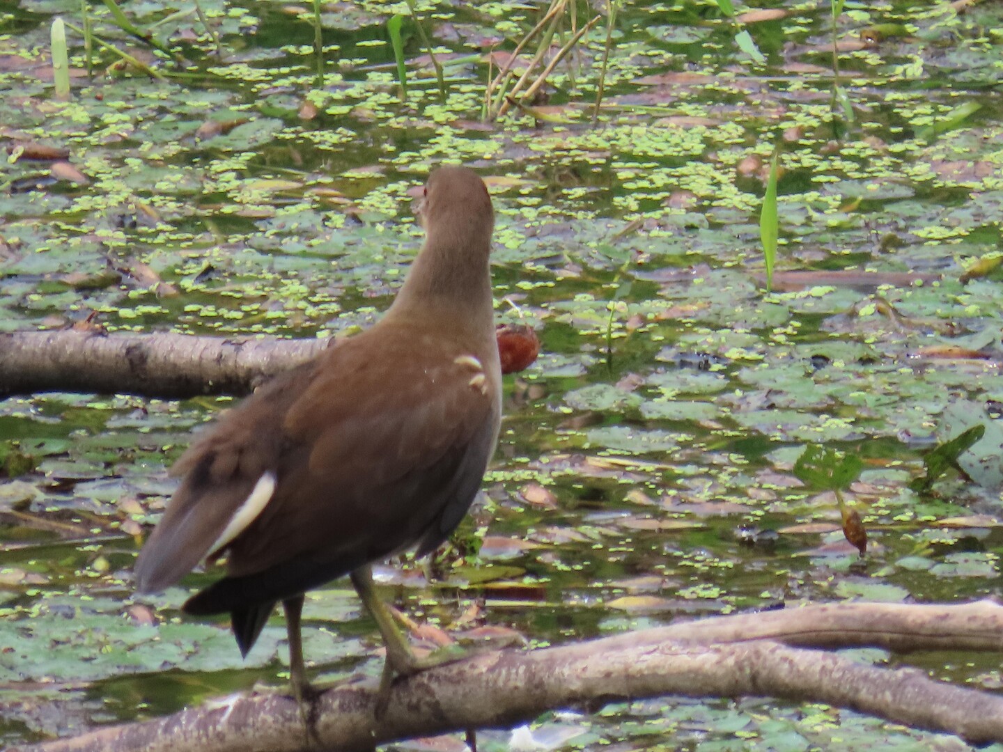 春日公園・2024.10.26.-2 / te3さんのウォーキングの活動データ | YAMAP / ヤマップ