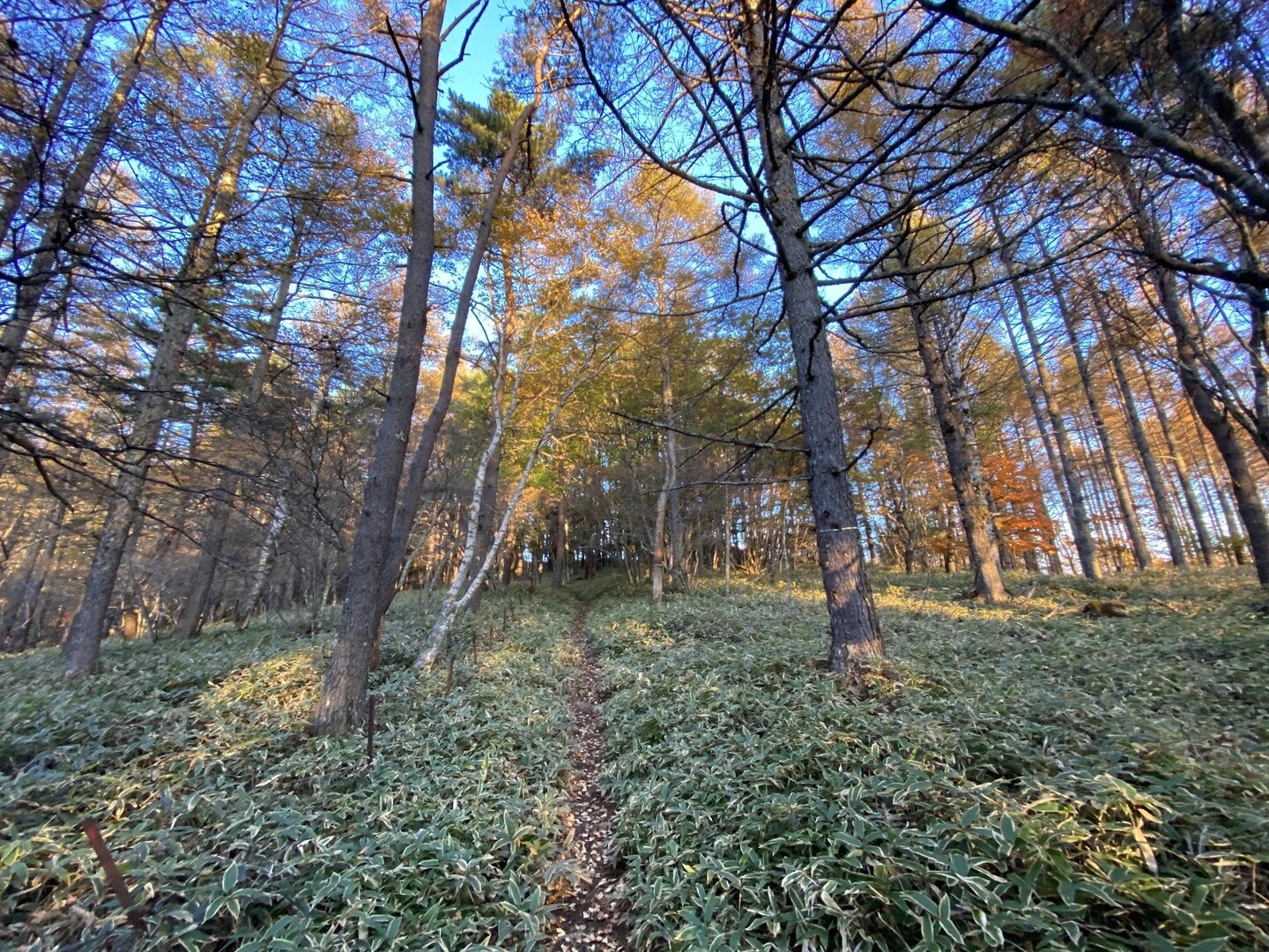 天狗岳〜白樺尾根から / Hase100さんの八ヶ岳（赤岳・硫黄岳・天狗岳）の活動データ | YAMAP / ヤマップ