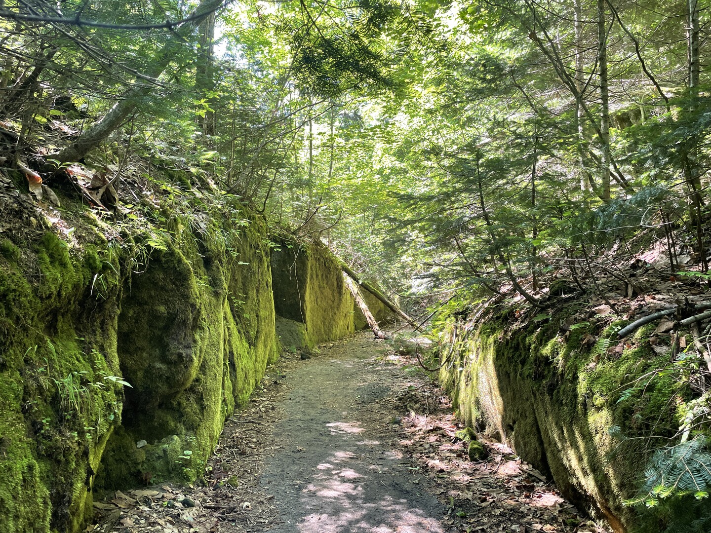 風不死岳（楓沢コース）／北海道千歳市 / sk-hugoさんの樽前山・風不死岳の活動データ | YAMAP / ヤマップ